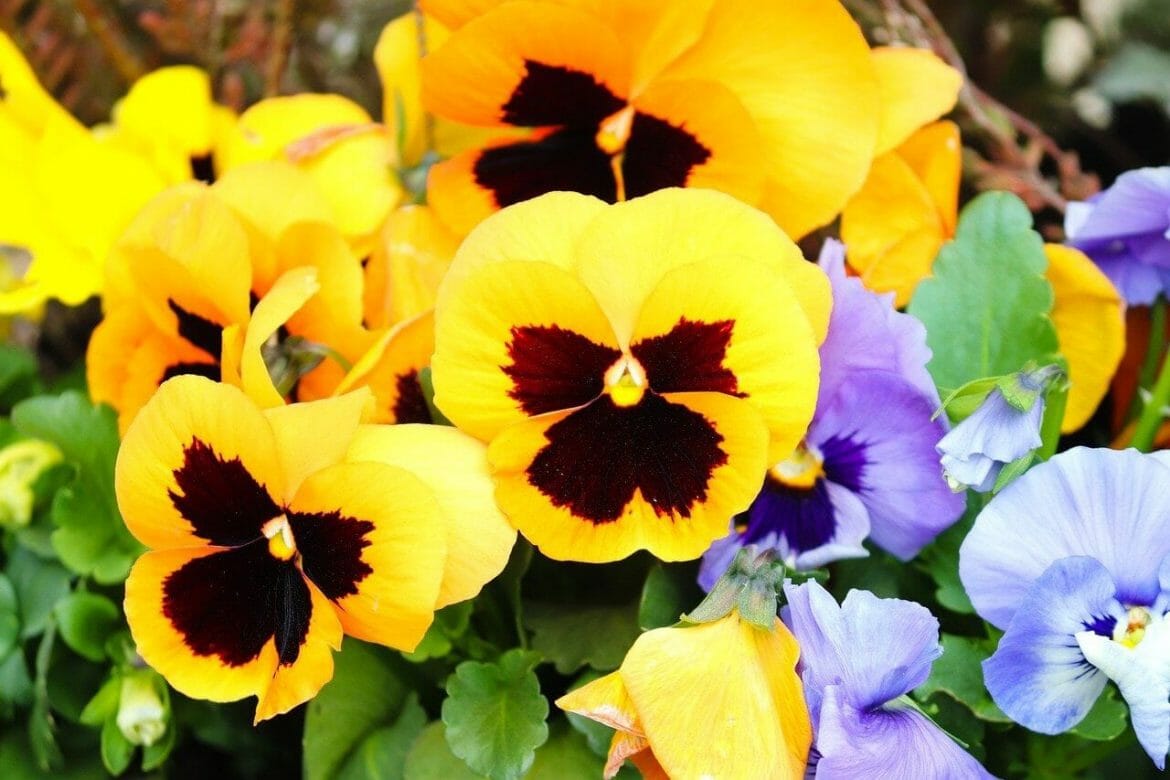 Última Guía de Flores de color Violeta (Significados & Simbolismo ...