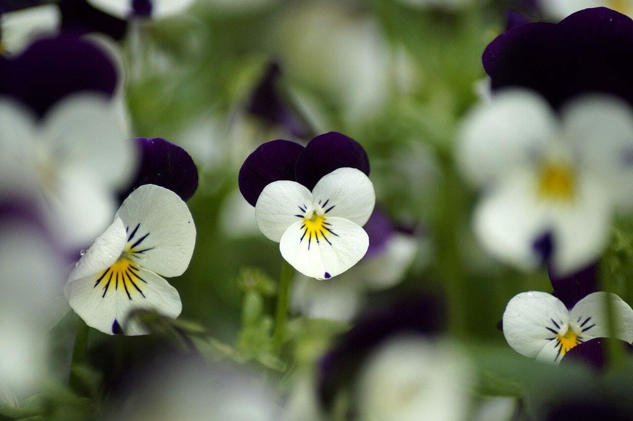 Última Guía de Flores de color Violeta (Significados & Simbolismo ...
