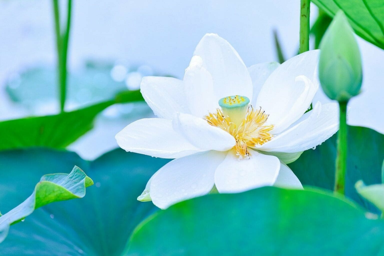 The Lotus: Understanding Its Universal Appeal and Cultural Significance ...