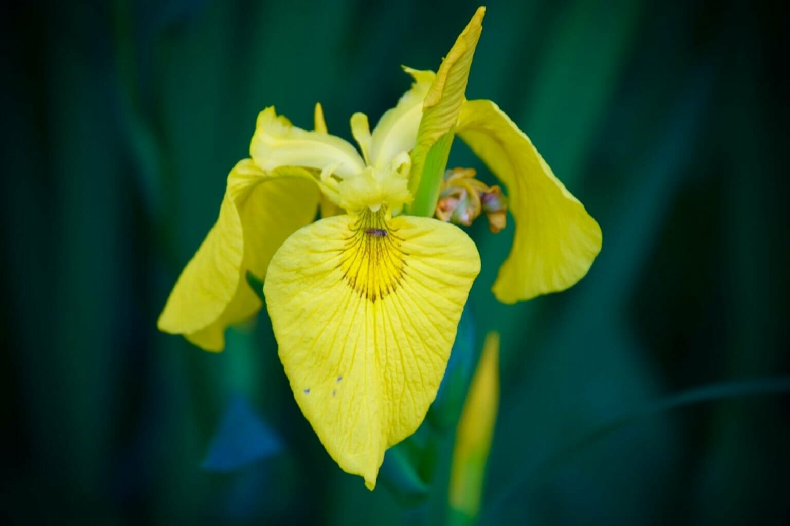 Iris Meaning and Symbolism in the Language of Flowers - Petal Republic
