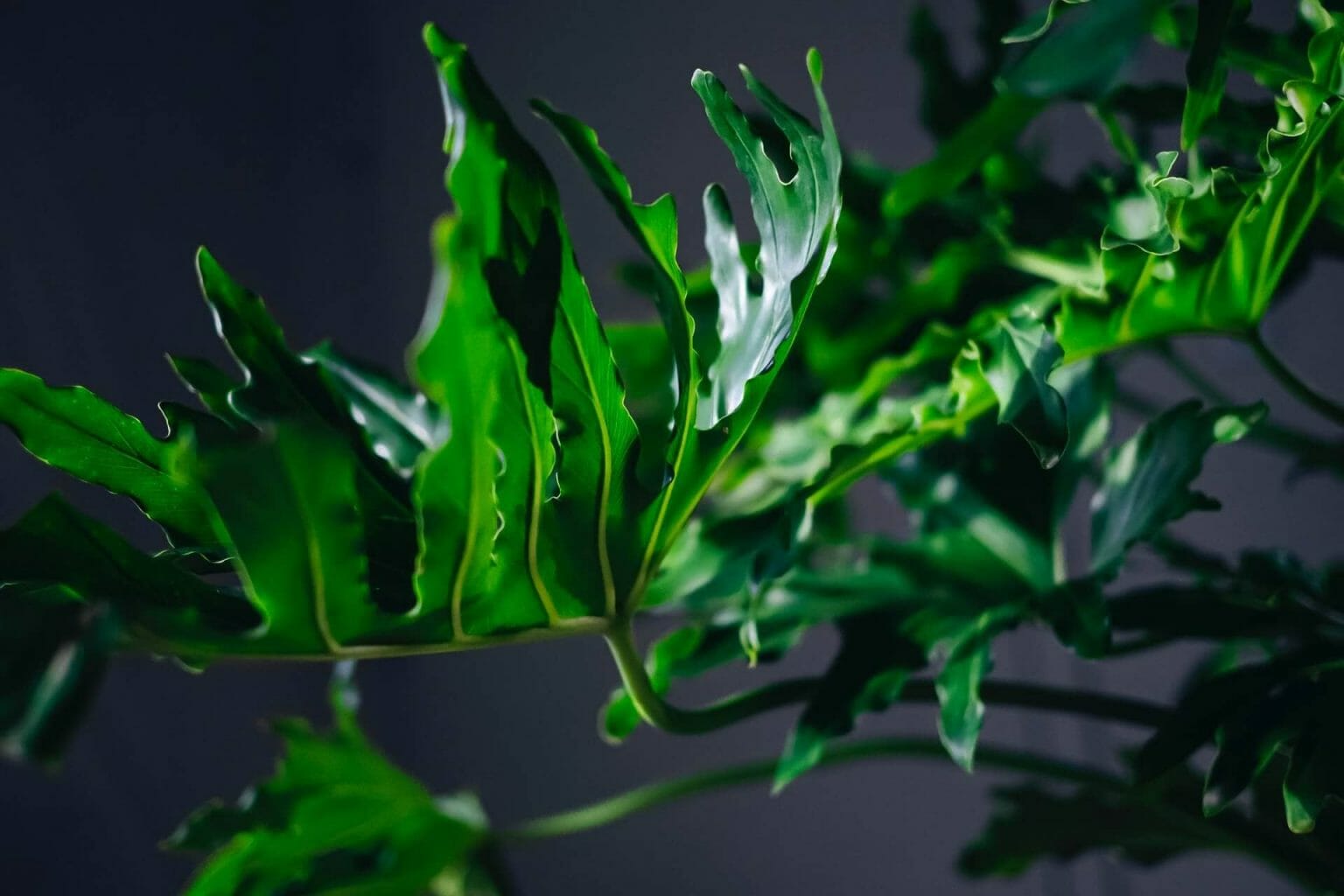 Ultimate Split Leaf Philodendron Care Guide - Petal Republic