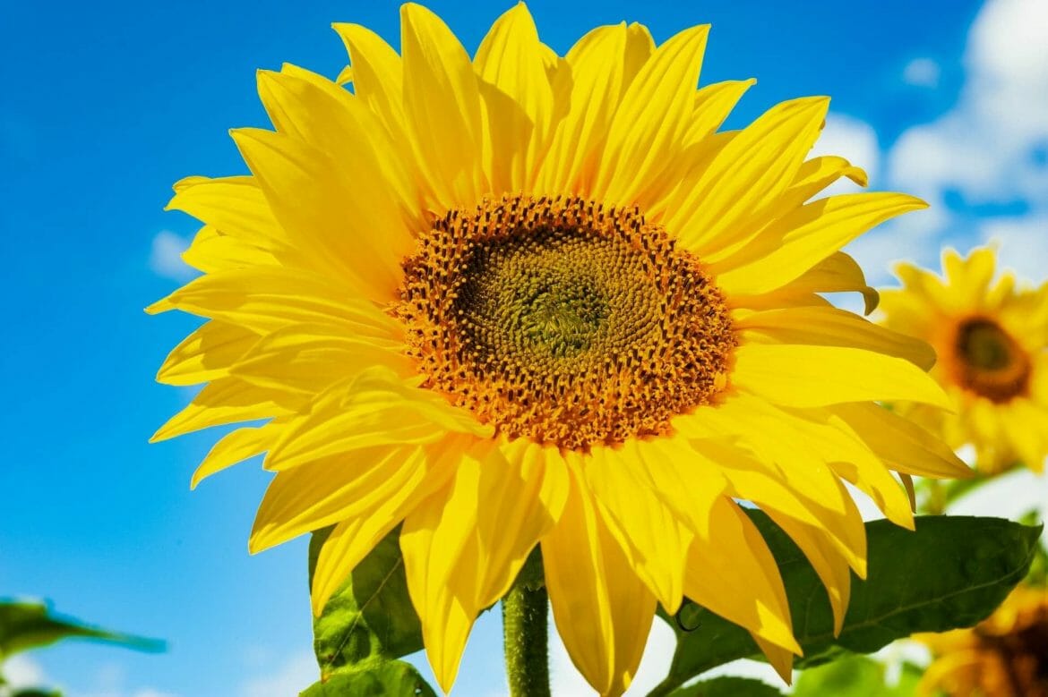 Ultimate Guide To Sunflower Meaning And Symbolism Petal Republic Ultimate Guide To Sunflower Meaning And Symbolism Petal Republic
