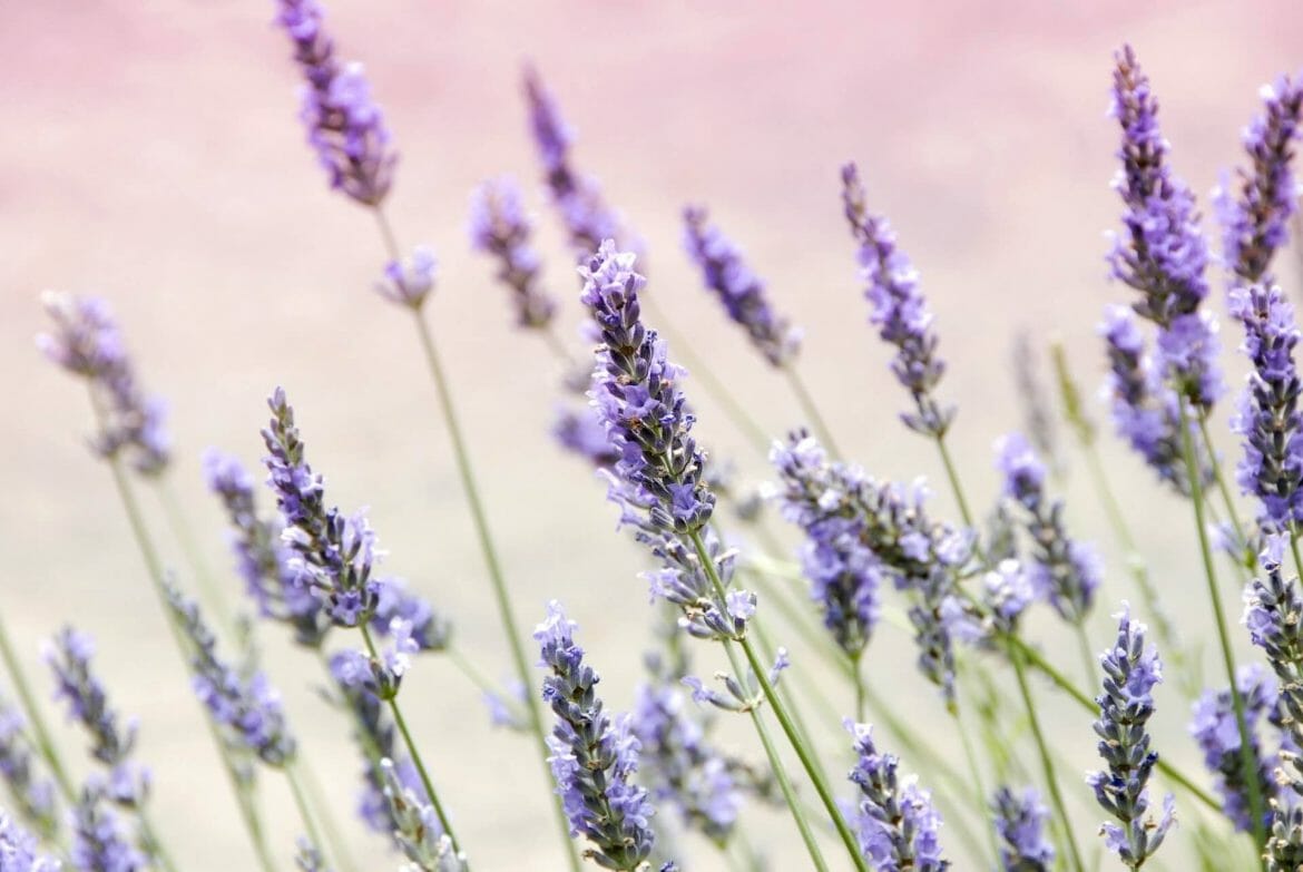 Lavender Flowers: Meanings, Symbolism, and Ancient Folklore - Petal ...