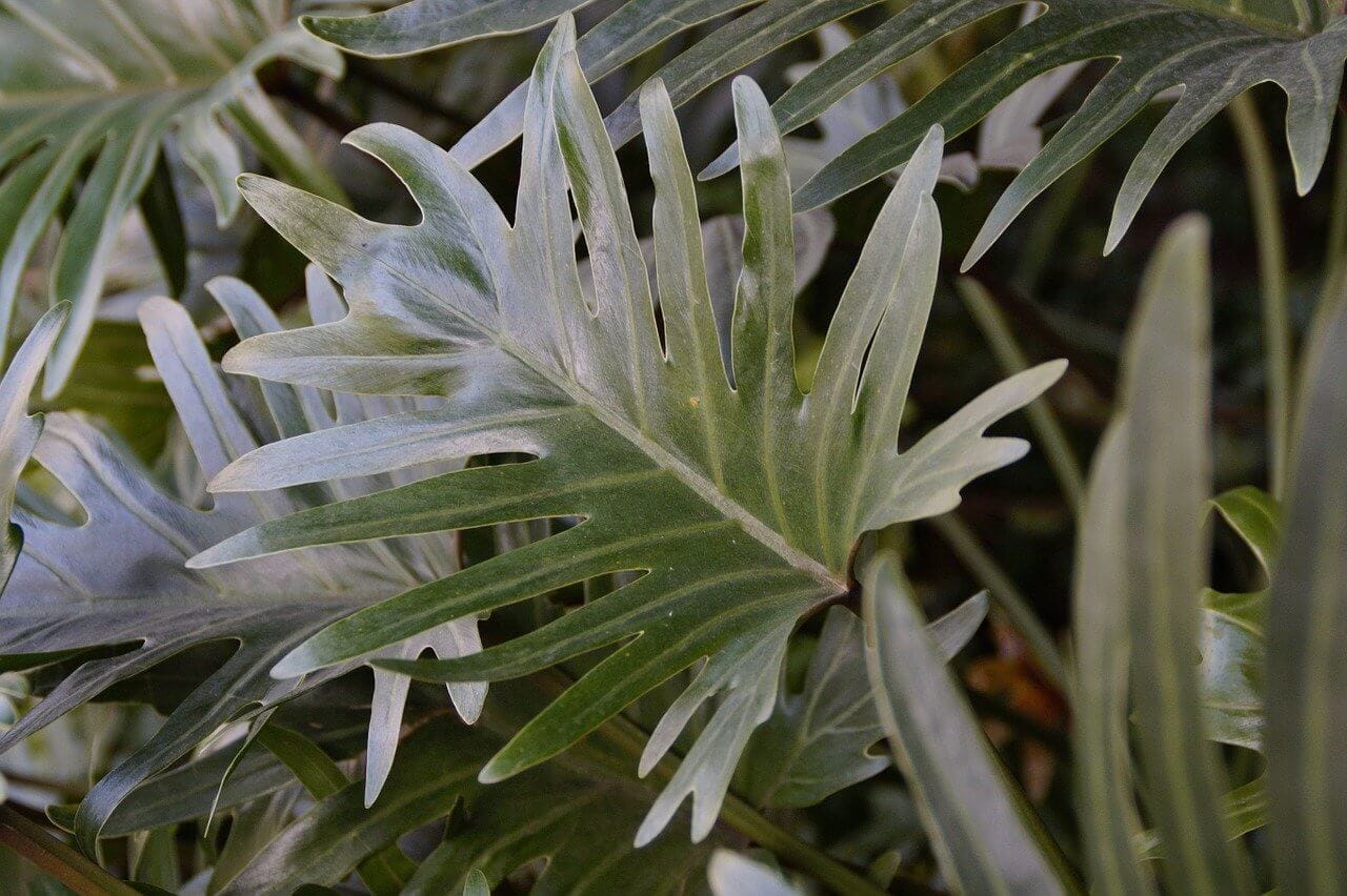 Ultimate Split Leaf Philodendron Care Guide - Petal Republic