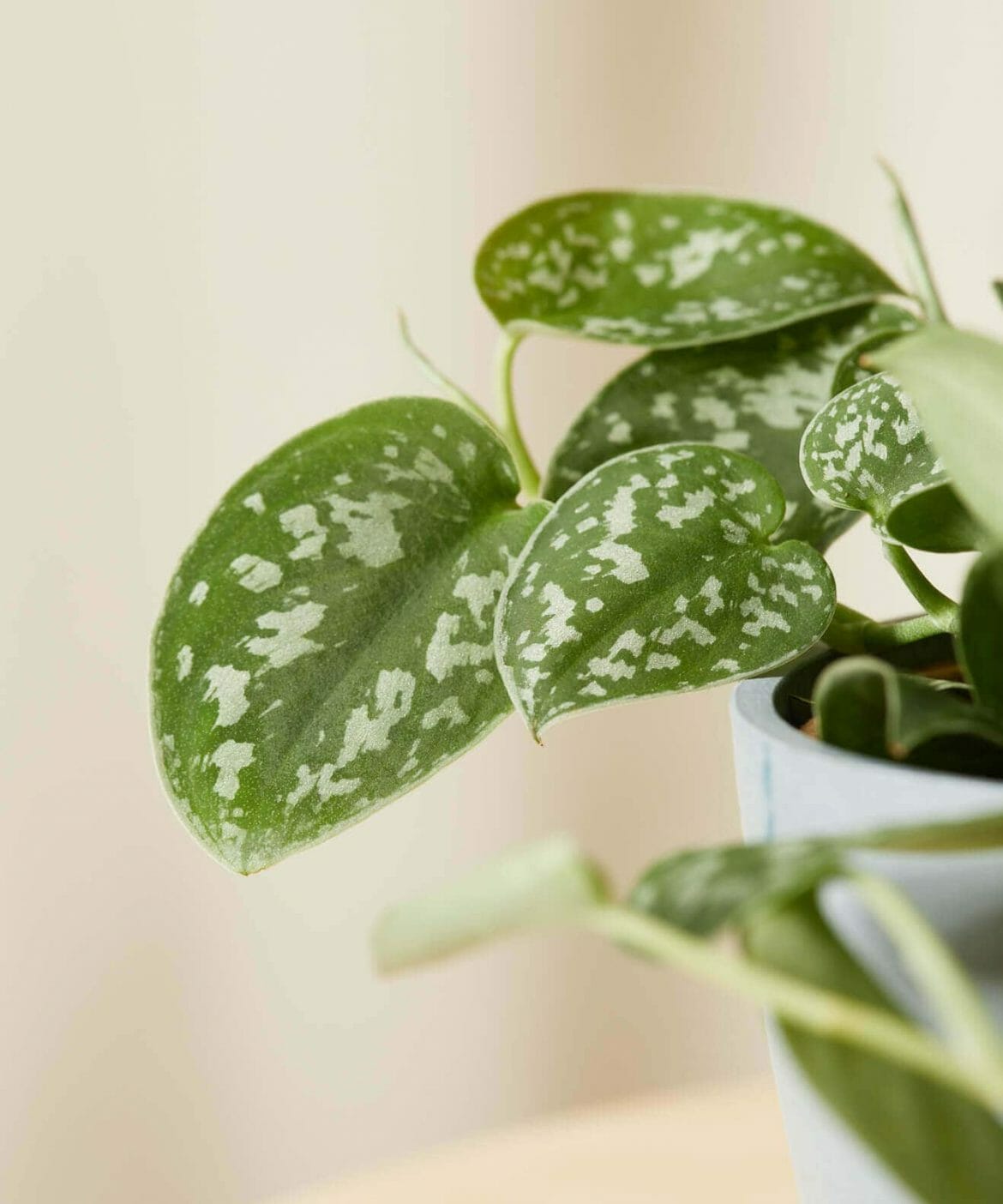 The Ultimate Pothos Starter Pack: 9 Varieties I Swear By for Stunning ...