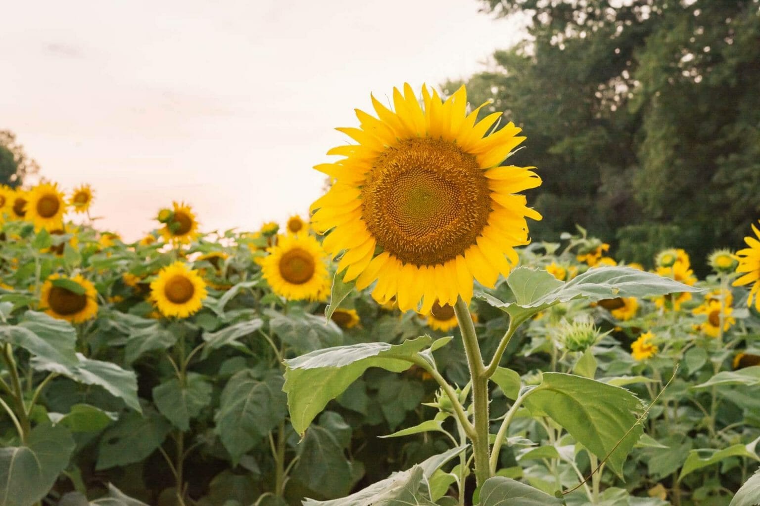 The Allure Of Sunflowers An Exploration Of Their Meaning And Symbolism