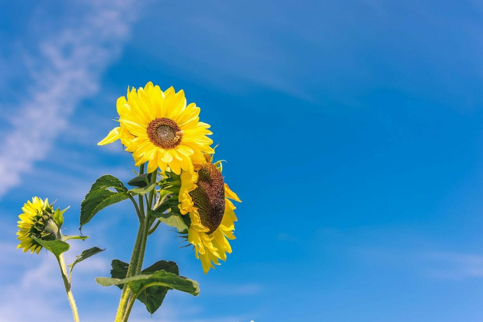 Ultimate Guide To Sunflower Meaning And Symbolism Petal Republic Ultimate Guide To Sunflower Meaning And Symbolism Petal Republic