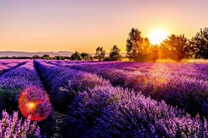 Lavender Flowers: Meanings, Symbolism, and Ancient Folklore - Petal ...