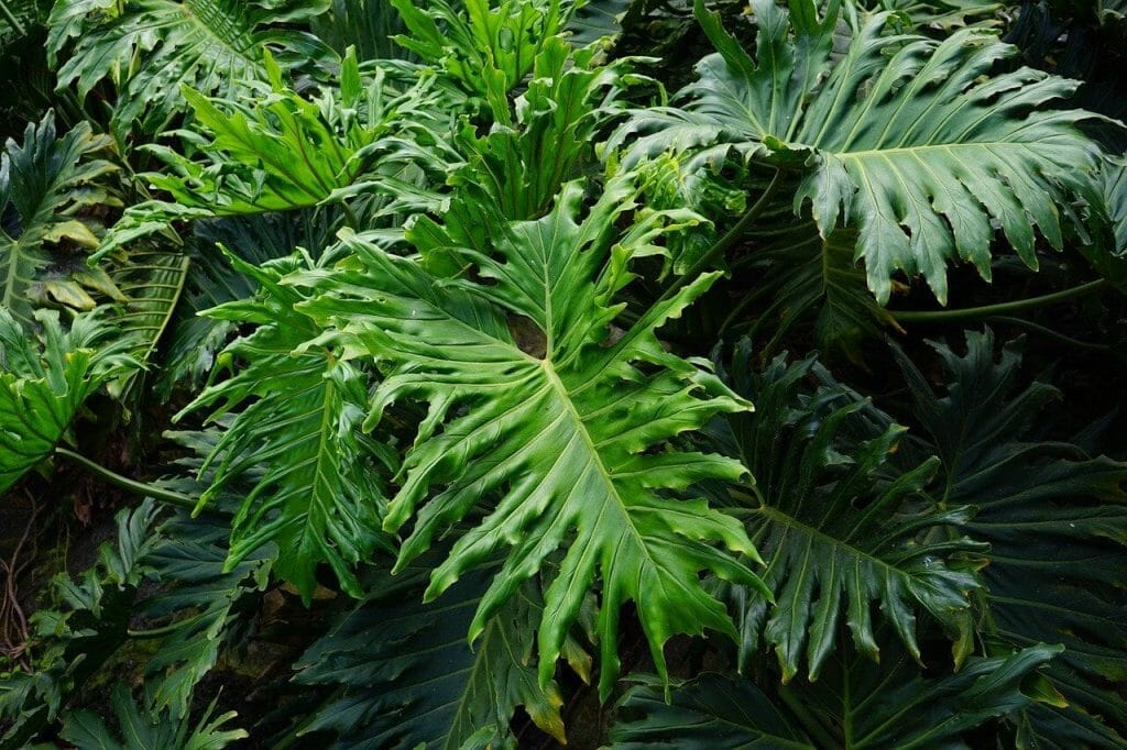 Ultimate Split Leaf Philodendron Care Guide - Petal Republic