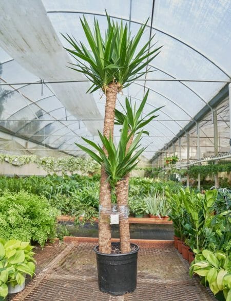 10 Best Indoor Palm Trees to Grow at Home - Petal Republic