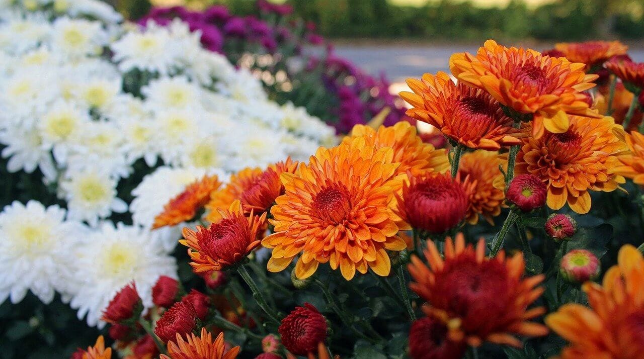 Chrysanthemum Flowers: Their Meaning and Symbolism By Color - Petal ...
