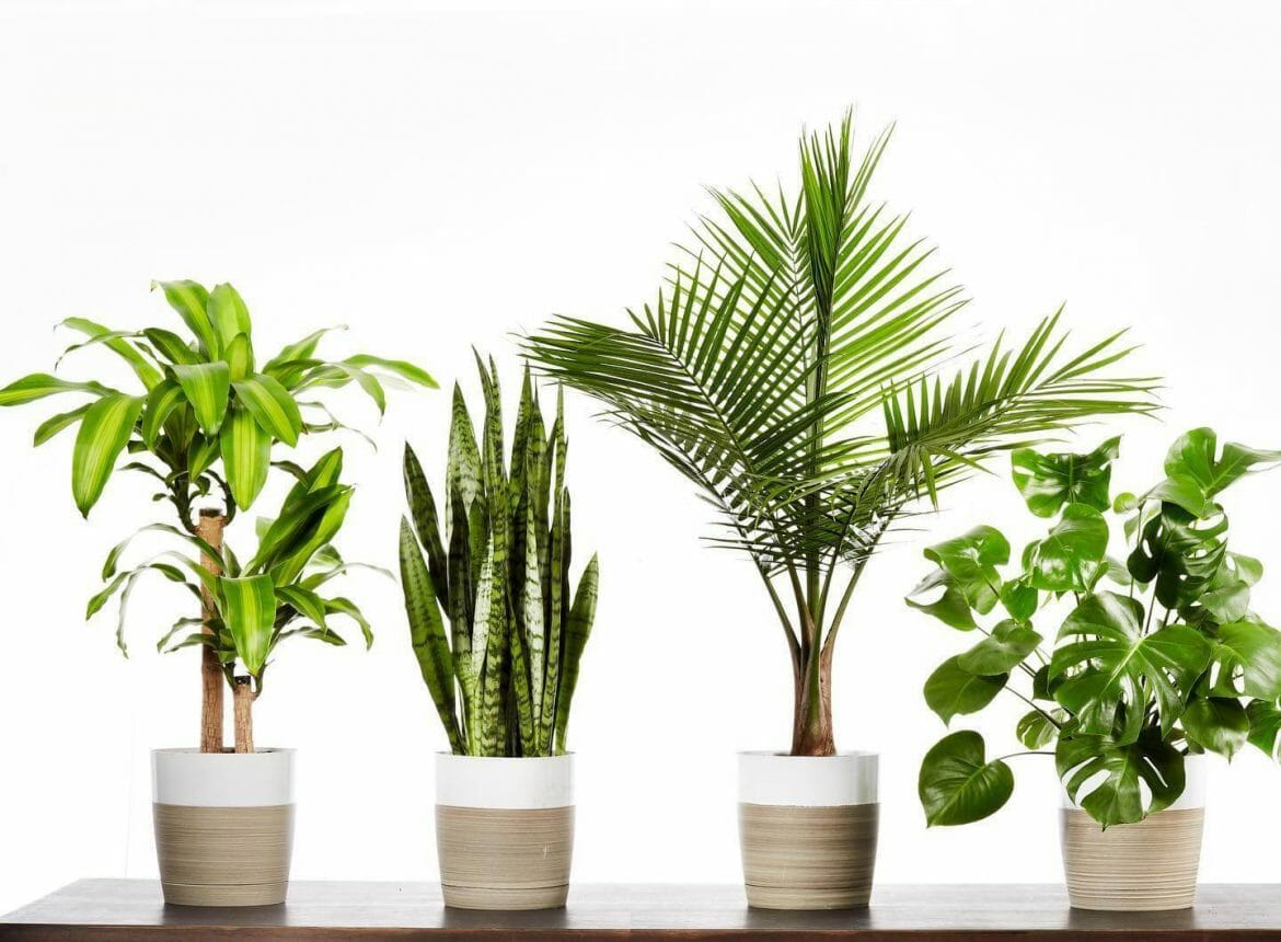 The 18 Best Plant Delivery Services in America - Petal Republic