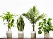 The 18 Best Plant Delivery Services in America - Petal Republic