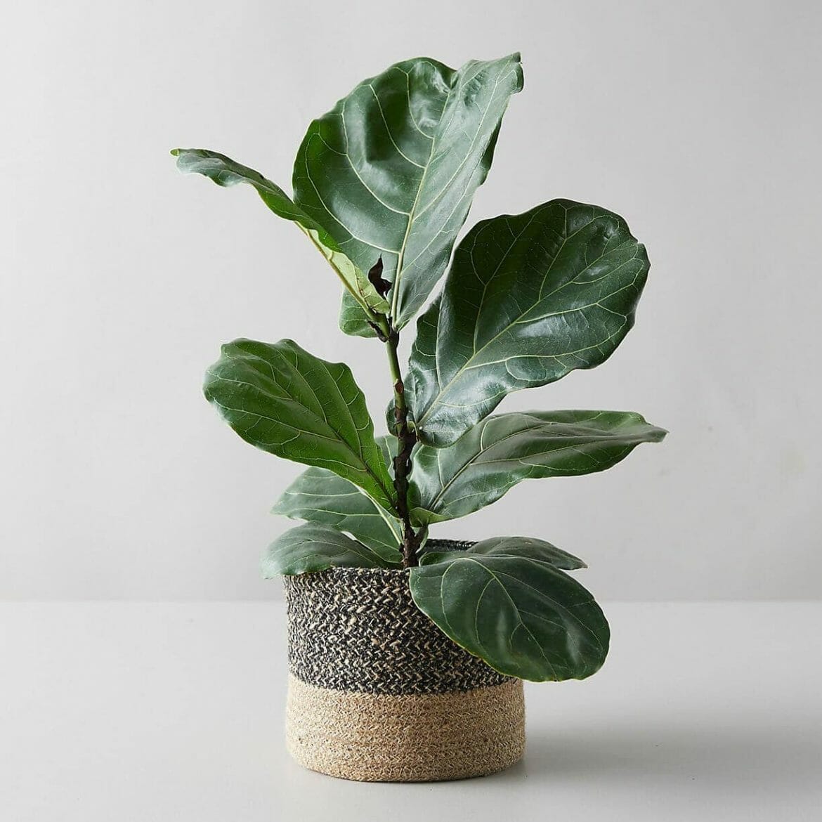 The 18 Best Plant Delivery Services in America - Petal Republic