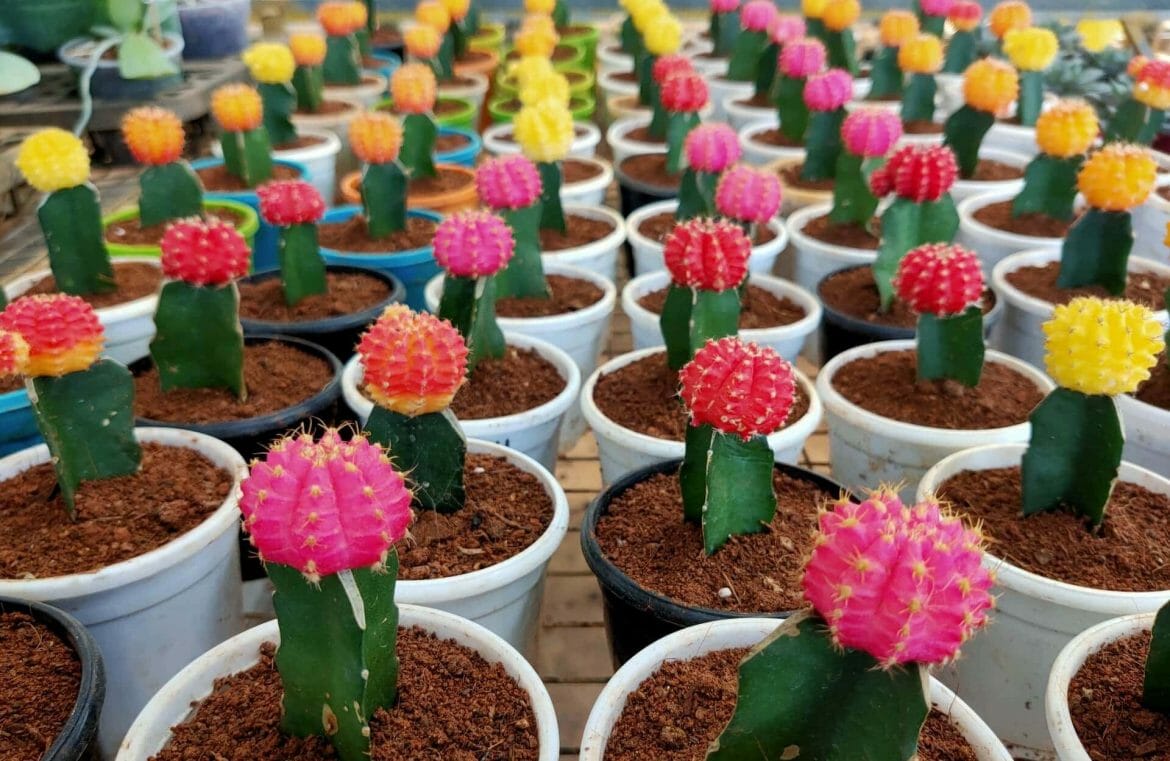 How to Water Cactus for Optimal Growth - Petal Republic