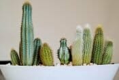 How to Water Cactus (Ultimate Guide to Cactus Care) - Petal Republic