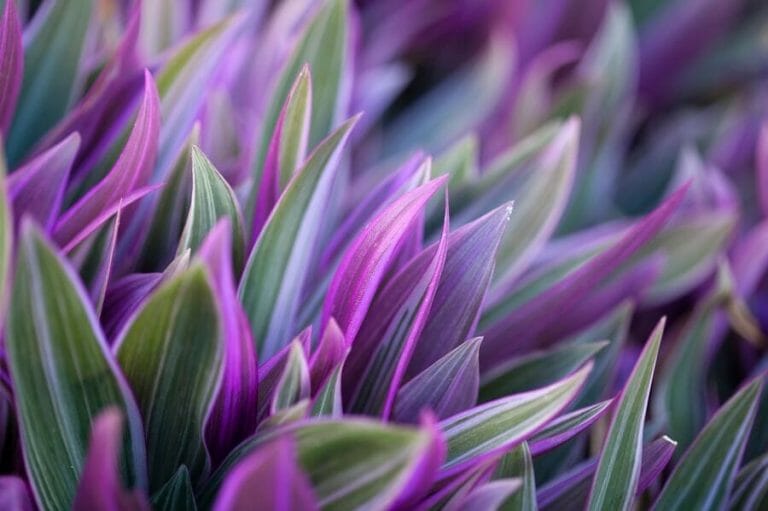 Ultimate Moses in the Cradle Plant Care Guide - Petal Republic