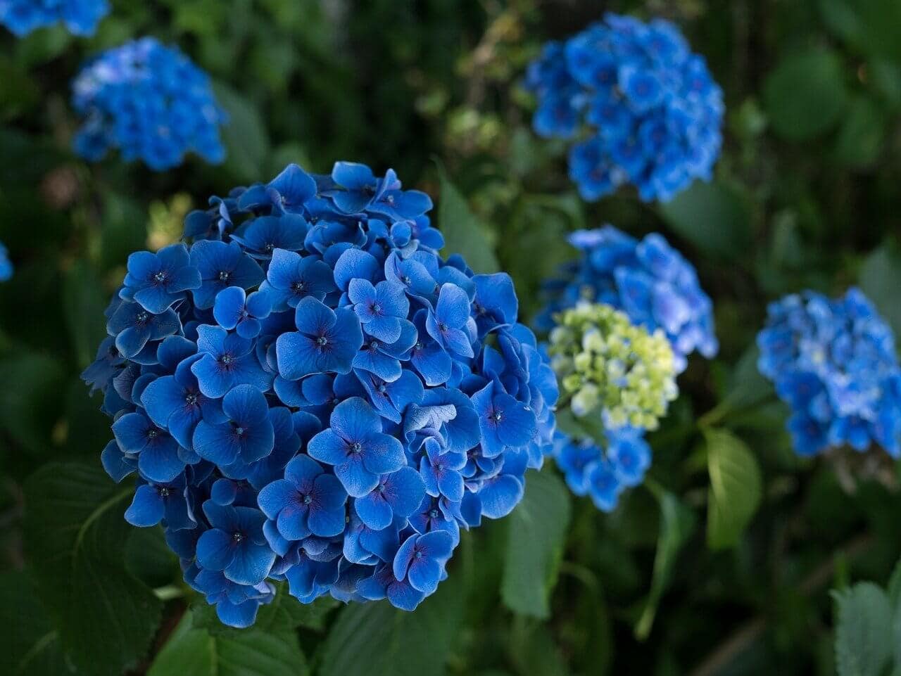 Hydrangea Meaning and Symbolism in the Language of Flowers - Petal Republic