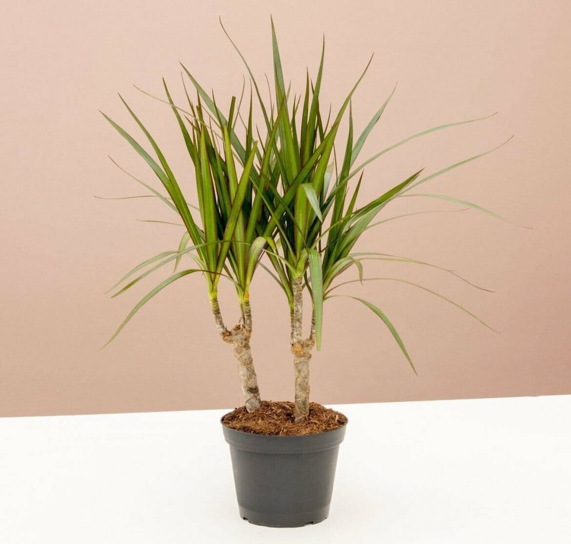 12 Best Dracaena Plants to Grow at Home - Petal Republic