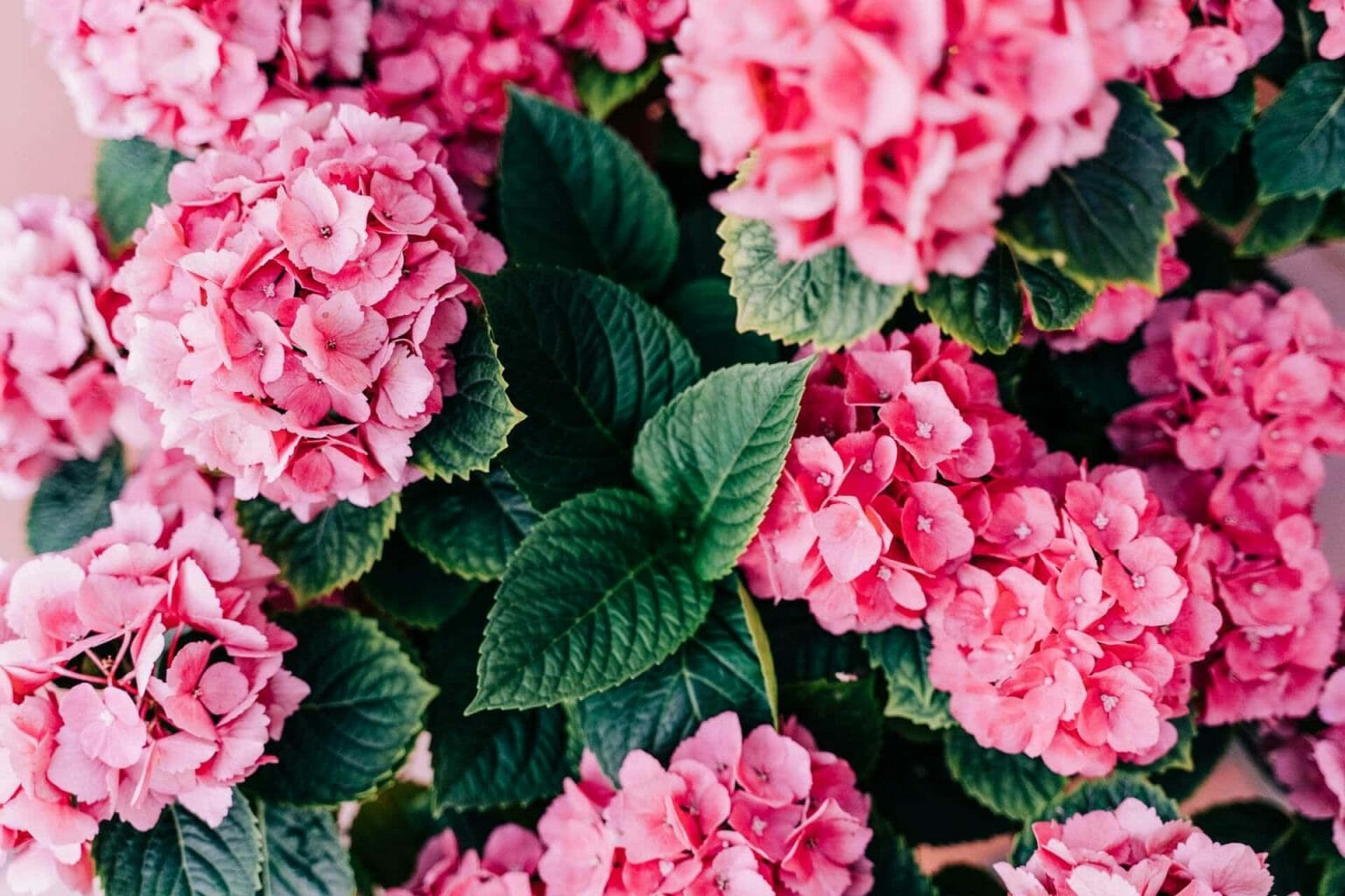 The Colorful Canvas of Hydrangeas: Meanings and Messages - Petal Republic