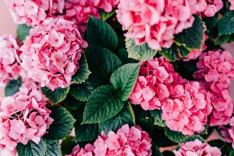 The Colorful Canvas of Hydrangeas: Meanings and Messages - Petal Republic