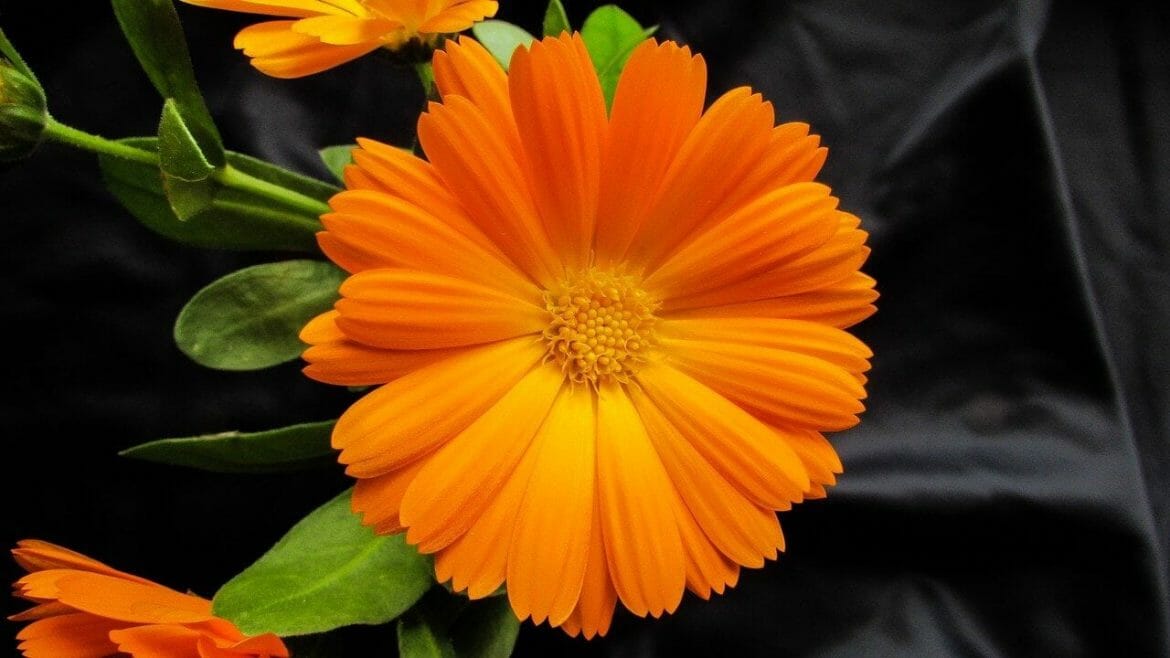 Marigold Flower Meaning, Symbolism, and Folklore - Petal Republic