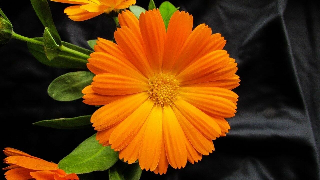 Marigold Flower Meaning, Symbolism, and Folklore - Petal Republic
