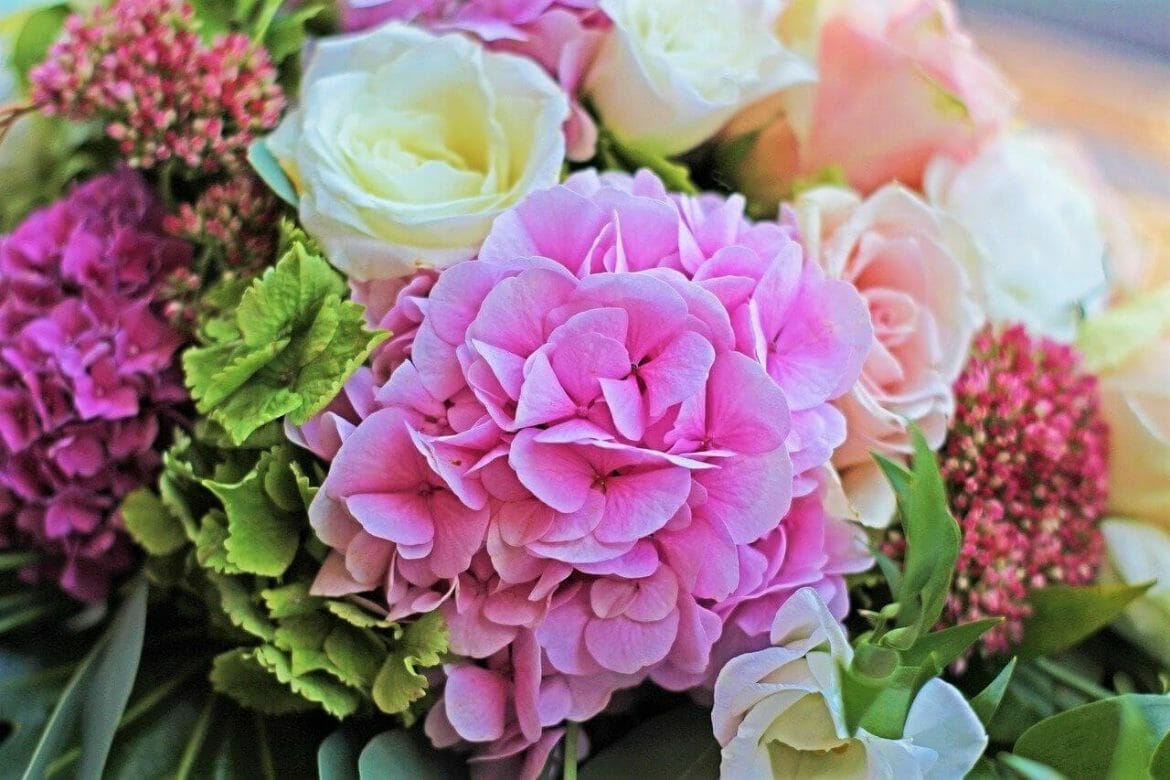 The Colorful Canvas of Hydrangeas: Meanings and Messages - Petal Republic