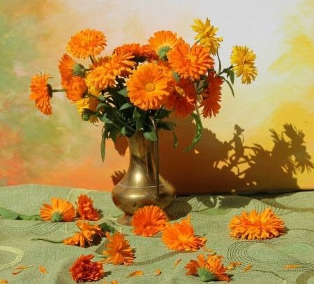 Marigold Flower Meaning, Symbolism, and Folklore - Petal Republic
