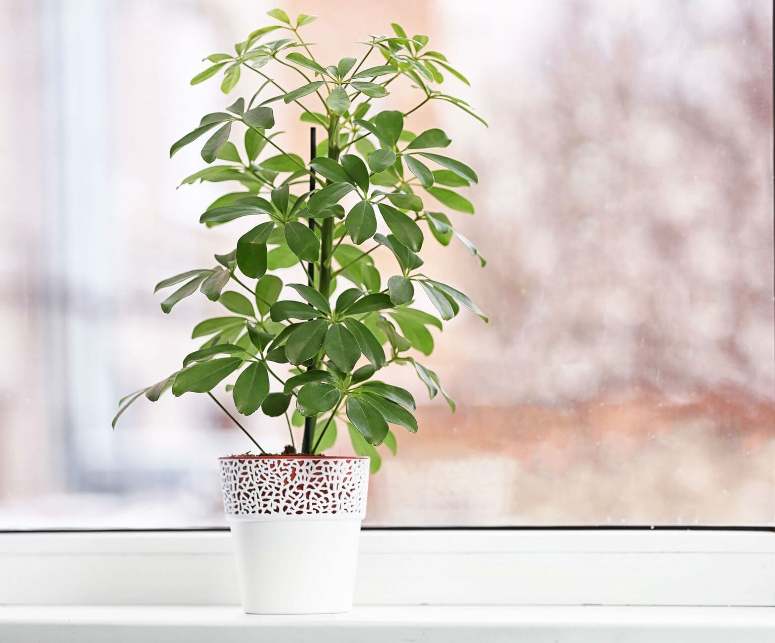 Umbrella Plant Care for Optimal Growth Indoors - Petal Republic