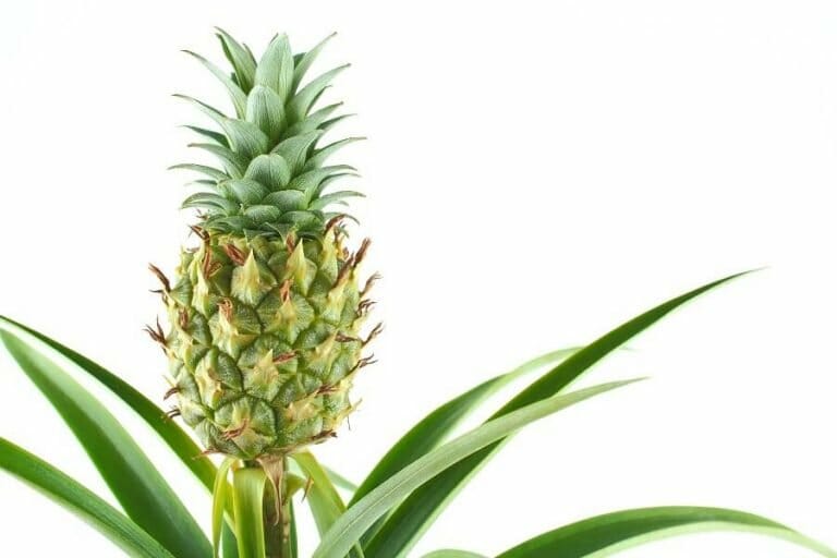 Ultimate Guide to Pineapple Plant Care at Home - Petal Republic