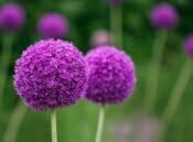 100 Purple Flowers With Names, Pictures, and Growing Tips - Petal Republic