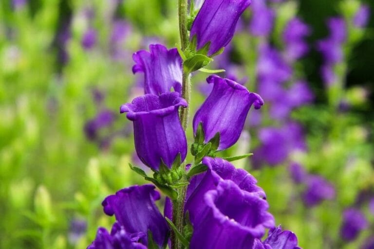 100 Purple Flowers With Names, Pictures, and Growing Tips - Petal Republic