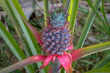 Pineapple Plant Care at Home: Your Complete Guide - Petal Republic
