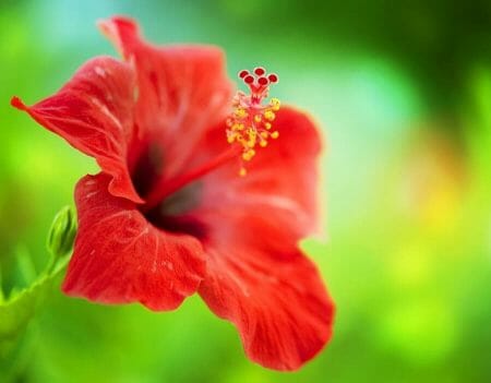 Ultimate Guide to Hibiscus Flower Meaning & Symbolism - Petal Republic