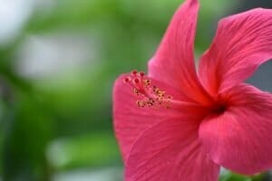 The Hibiscus Flower: Meaning, Symbolism, and Folklore - Petal Republic
