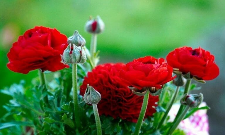 They Look Soft, But Ranunculus Carries a Message of Bold, Unshakable ...