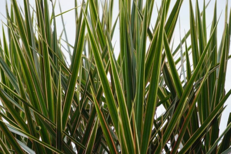 Dragon Tree Plant Care at Home: Your Complete Guide - Petal Republic