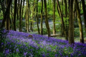 Bluebell Flowers and Their Symbolic Meanings - Petal Republic