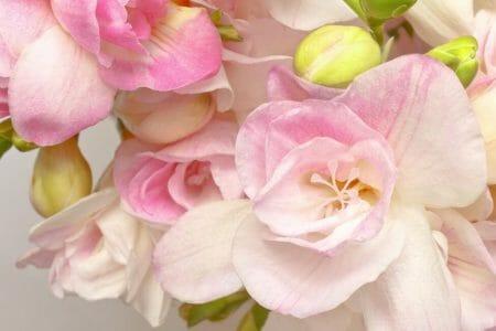 Freesia’s Meaning in Floriography Is More Powerful Than You Think ...