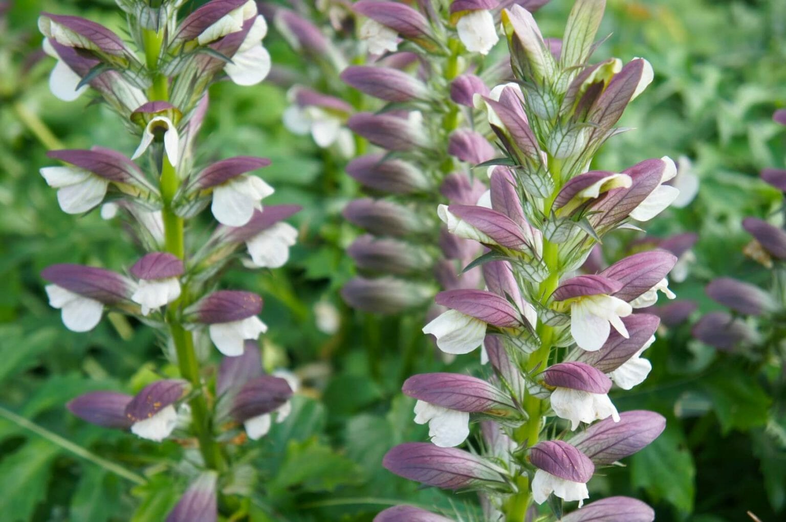 Acanthus Uncovered: A Floral Symbol in Art and Nature - Petal Republic