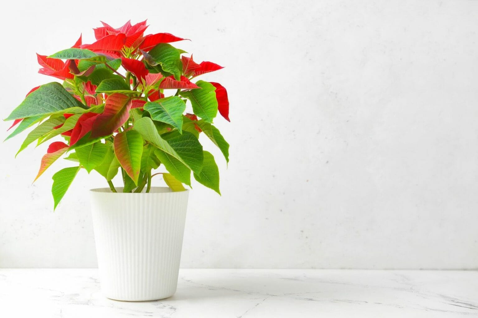 20 Best Red Houseplants (Types and Growing Tips) - Petal Republic
