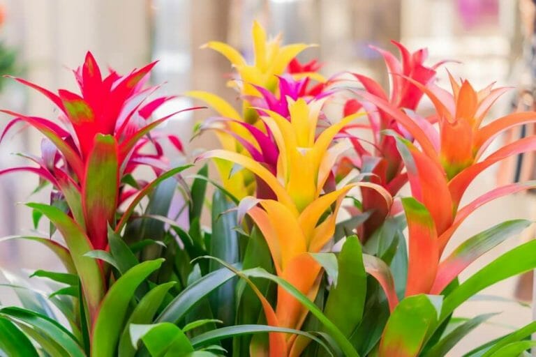 25 Amazing Red Houseplants and How to Grow Them - Petal Republic