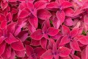 20 Best Red Houseplants (Types and Growing Tips) - Petal Republic