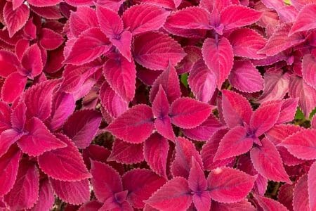 25 Amazing Red Houseplants and How to Grow Them at Home - Petal Republic