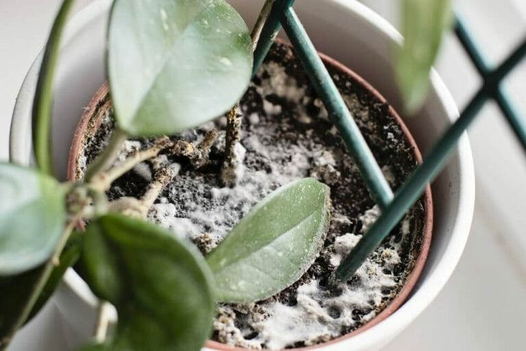 My Favorite Soil Mix for Rubber Tree Plants at Home - Petal Republic