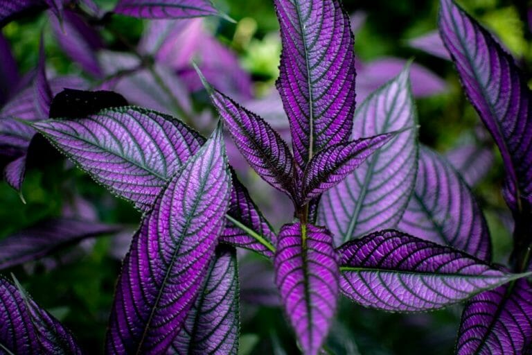 25 Unique Purple Houseplants and How to Grow Them - Petal Republic