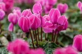 Meanings and Myths of Cyclamen Flowers - Petal Republic