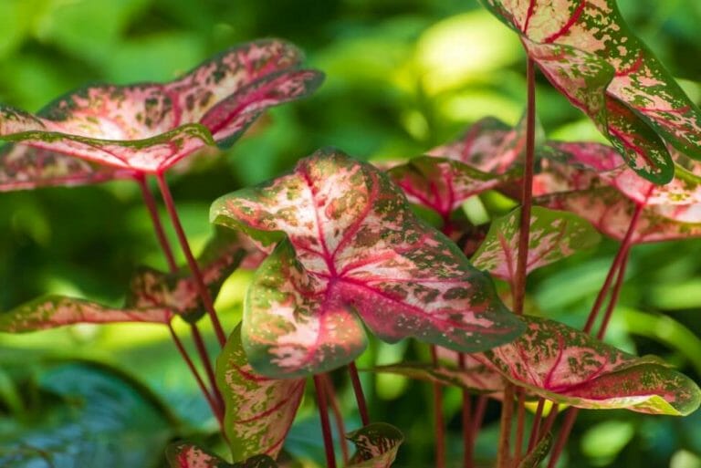 25 Amazing Red Houseplants and How to Grow Them - Petal Republic
