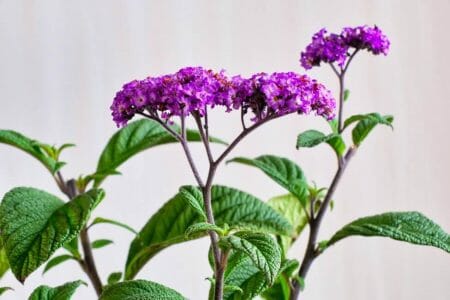 Heliotrope Flowers: A Symbol of Eternal Love and Energy - Petal Republic